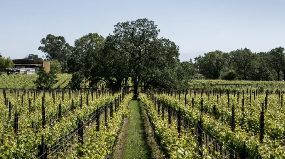 15 Best Russian River Valley Winery Tastings (2024) - WineBags.com